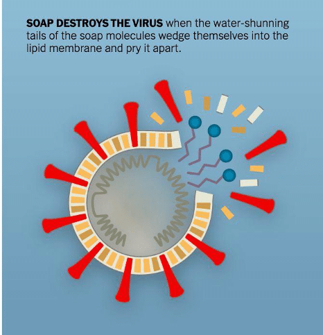 Part 1: SARS-COV-19 (COVID-19) – Virology - JADA Solutions